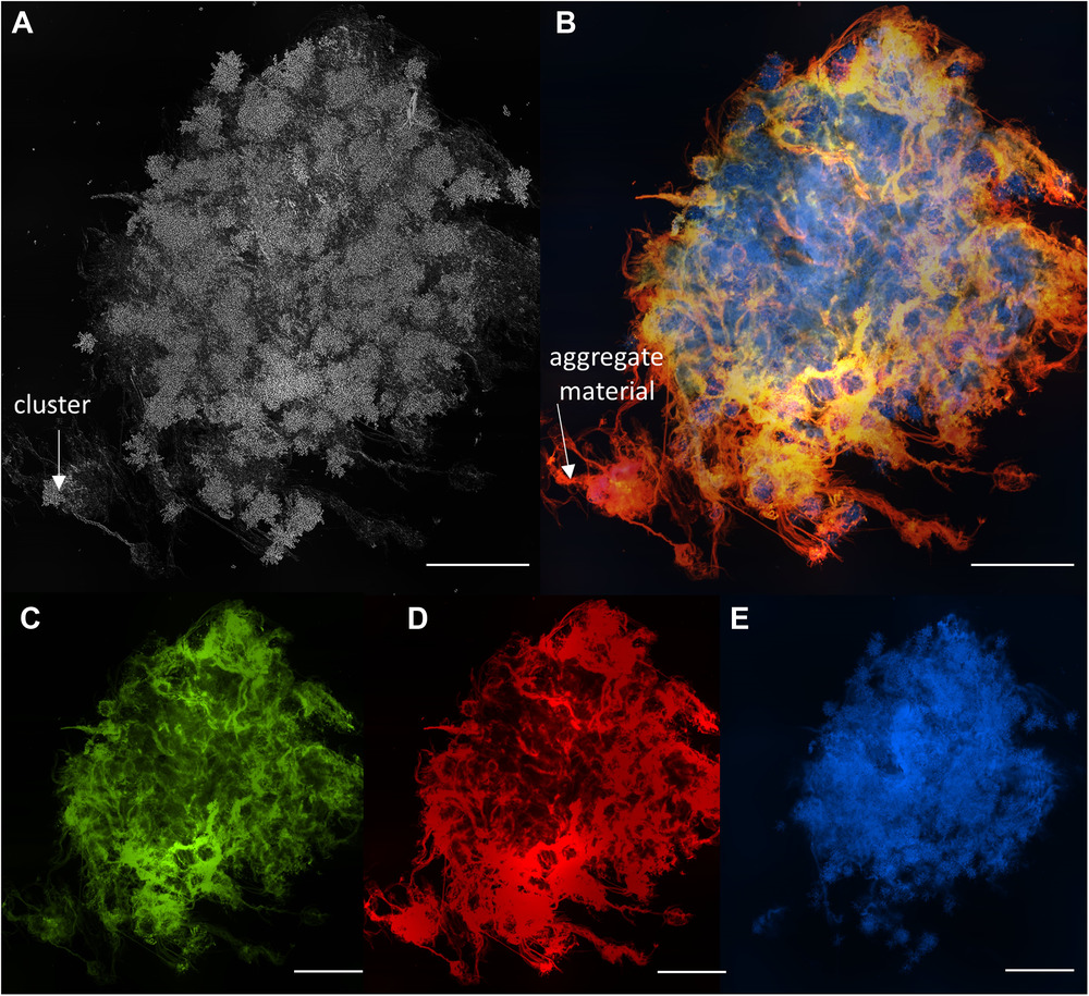 New paper in Evolution – Matthew Herron